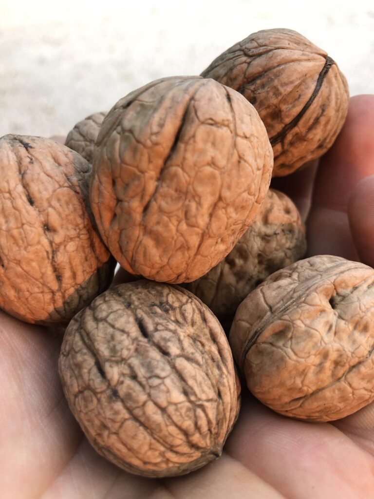 Noci - Godoli